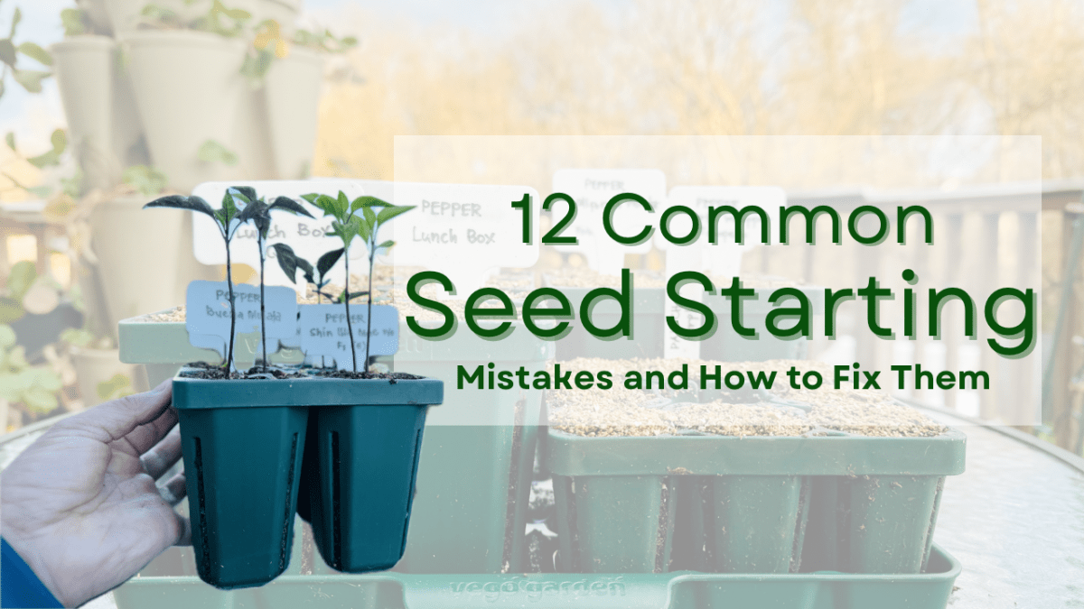 12 Common Seed Starting Mistakes & How to Fix Them – Gingerfoot Garden
