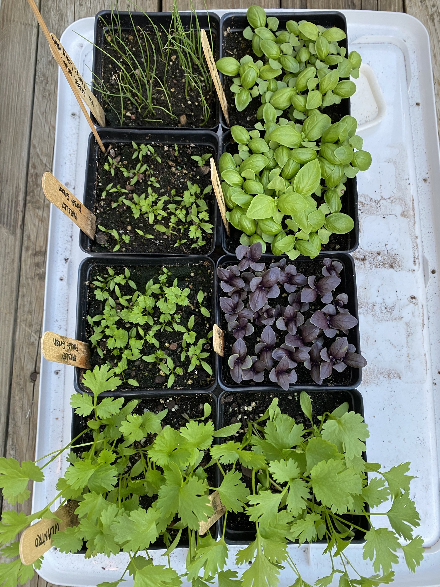 12 Common Seed Starting Mistakes & How to Fix Them – Gingerfoot Garden