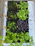 12 Common Seed Starting Mistakes & How to Fix Them – Gingerfoot Garden