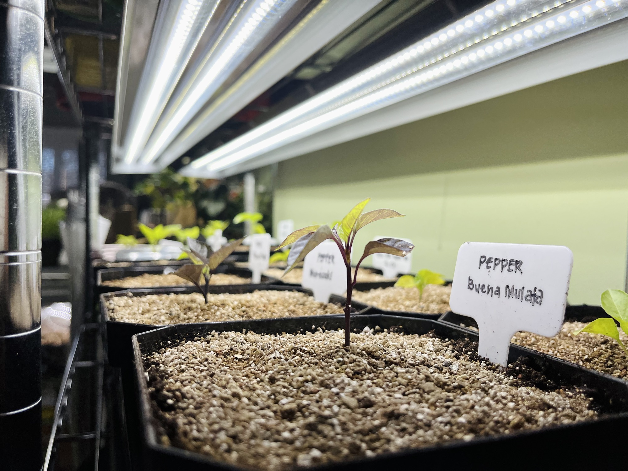 12 Common Seed Starting Mistakes & How to Fix Them – Gingerfoot Garden