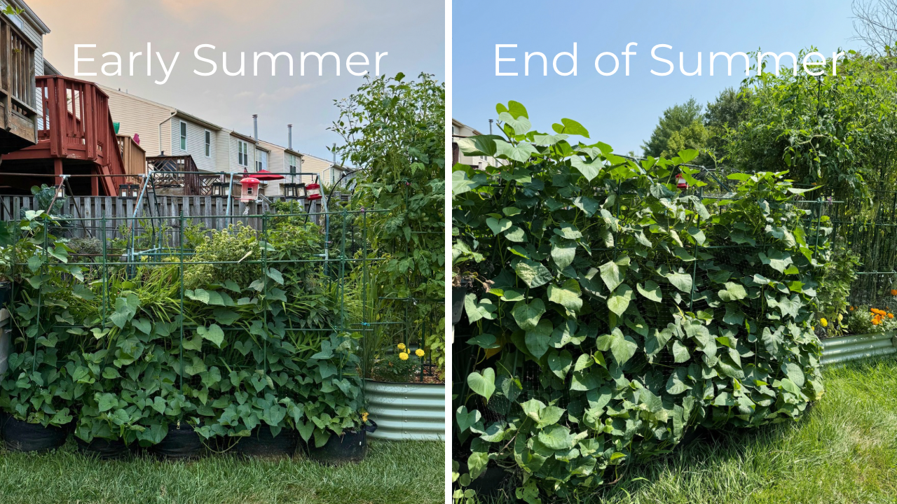How to Grow Sweet Potatoes in a Small Garden: From Tuber to Table ...
