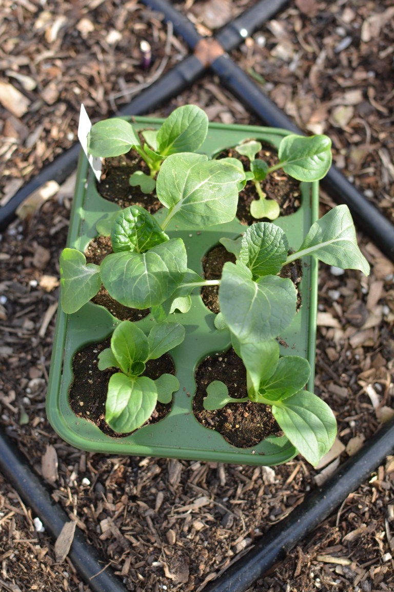 How to Grow Bok Choy in a Small Garden: Tender Greens, Big Rewards ...