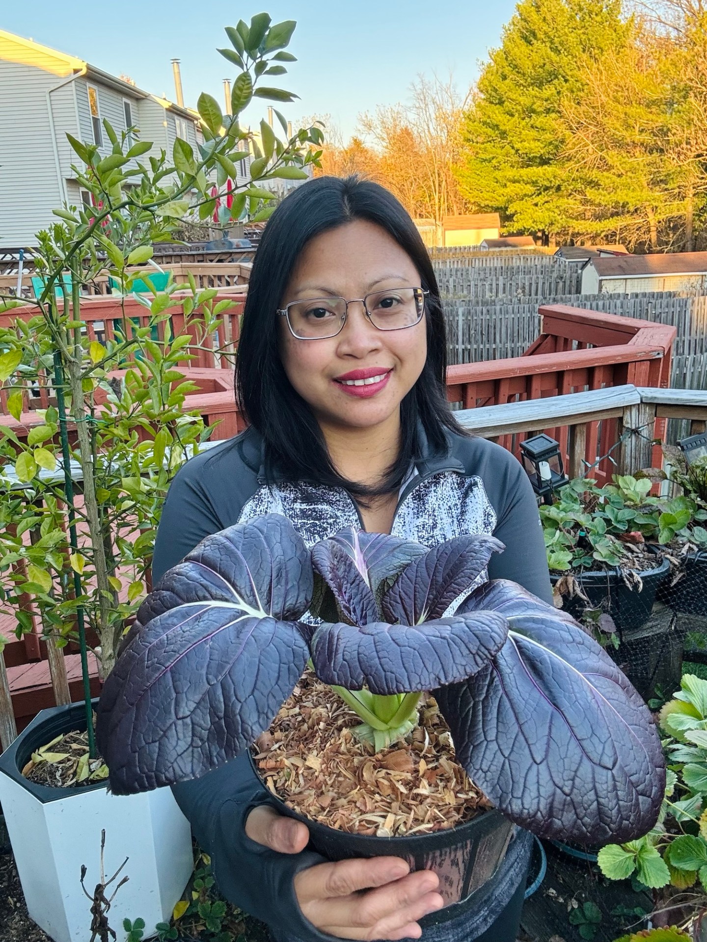 How to Grow Bok Choy in a Small Garden: Tender Greens, Big Rewards ...