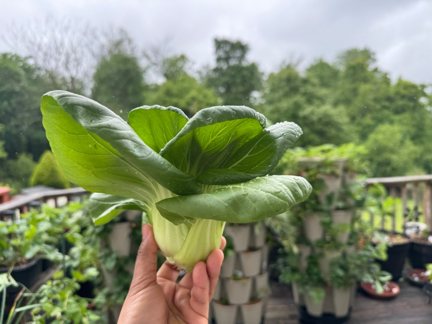 How to Grow Bok Choy in a Small Garden: Tender Greens, Big Rewards ...