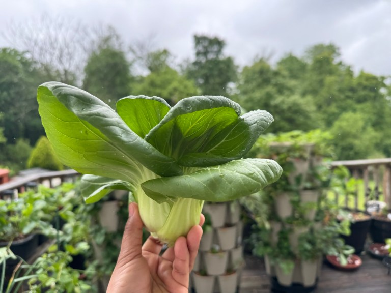 How to Grow Bok Choy in a Small Garden: Tender Greens, Big Rewards ...