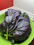 How to Grow Bok Choy in a Small Garden: Tender Greens, Big Rewards ...