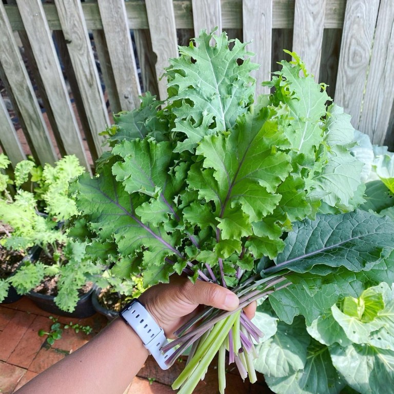 Growing Kale in Raised Beds and Containers: What Every Gardener Should ...
