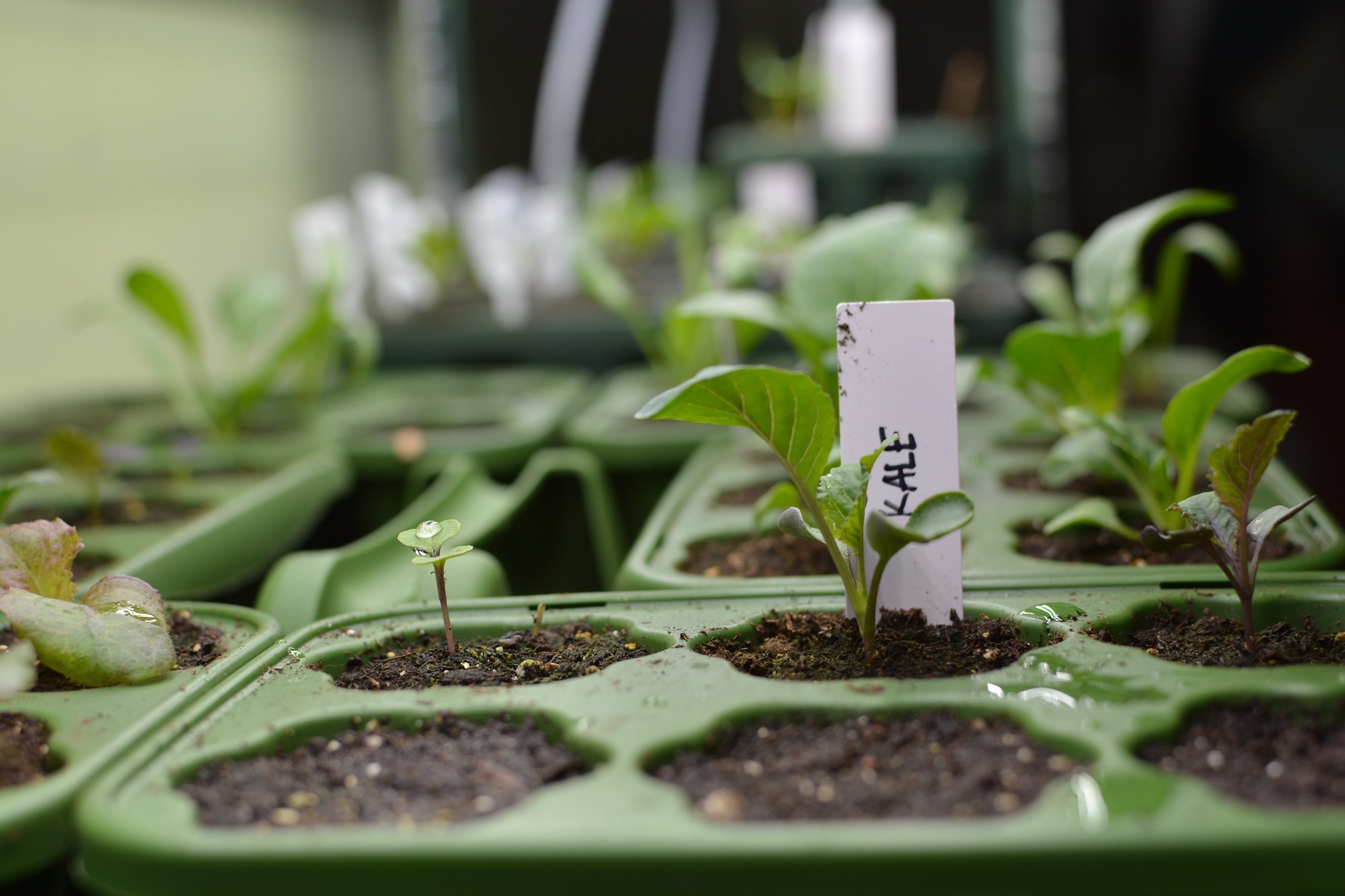 Growing Kale in Raised Beds and Containers: What Every Gardener Should ...