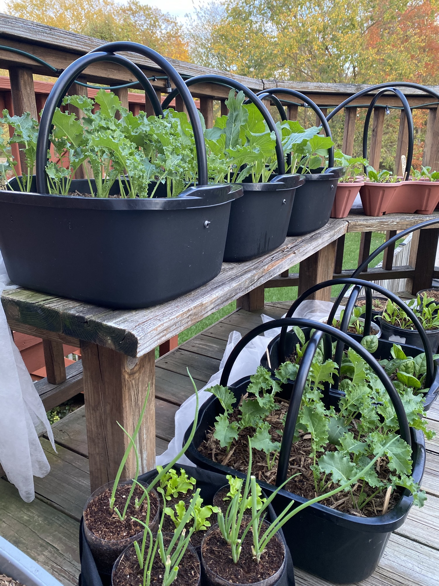 Growing Kale in Raised Beds and Containers: What Every Gardener Should ...