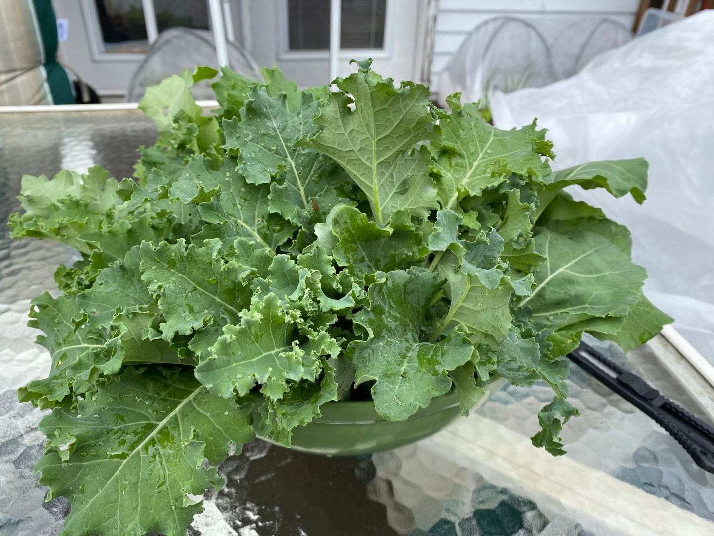 Growing Kale in Raised Beds and Containers: What Every Gardener Should ...