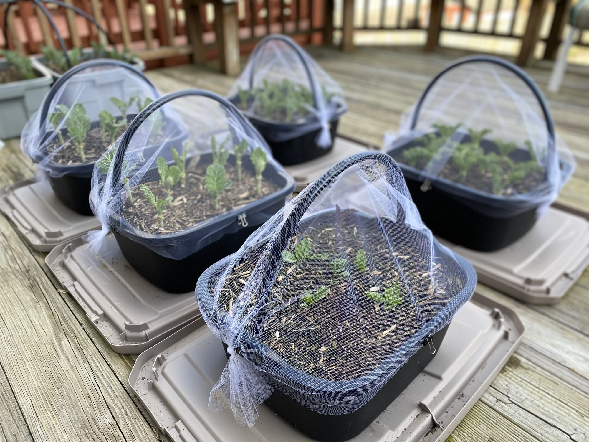 Growing Kale in Raised Beds and Containers: What Every Gardener Should ...