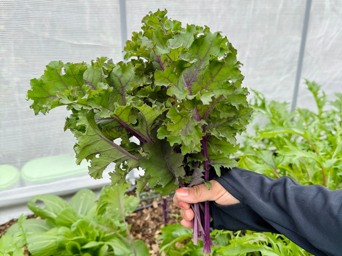 Growing Kale in Raised Beds and Containers: What Every Gardener Should ...